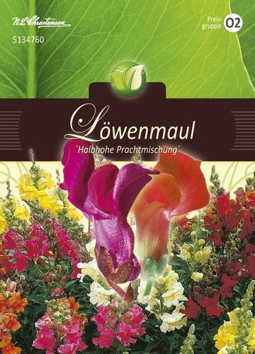 Muflier Geule de Loup, mi-Hauteur Bouquet Fabuleux, Antirrhinum Majus ...