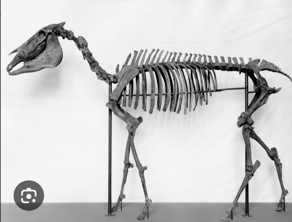 Pre Historic Equus Simplicidens Fossil (Pliocene Ancestor Modern Horse ...