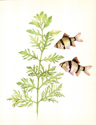 Vintage Tropical Aquarium Fish Print Tiger Barb Aquarium Fish Art Print ...