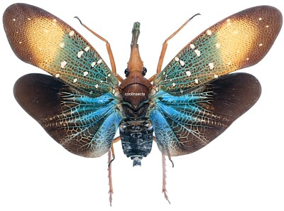 Insect - Pyrops whiteheadi gunjii - Kalimantan - Darkblue form, WS.60mm ...