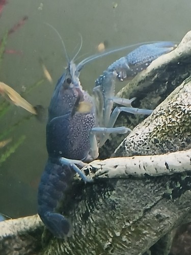 electric blue lobster 5 pack juvenile Live aquarium fish | eBay