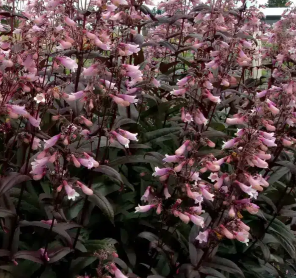 Penstemon Dark Towers Perennial Plant 1 x 13cm Pot | eBay UK