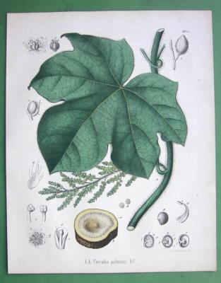 COLUMBA PLANT Tree Medicinal Cocculus Palmatus - 1860 Color Botanical ...