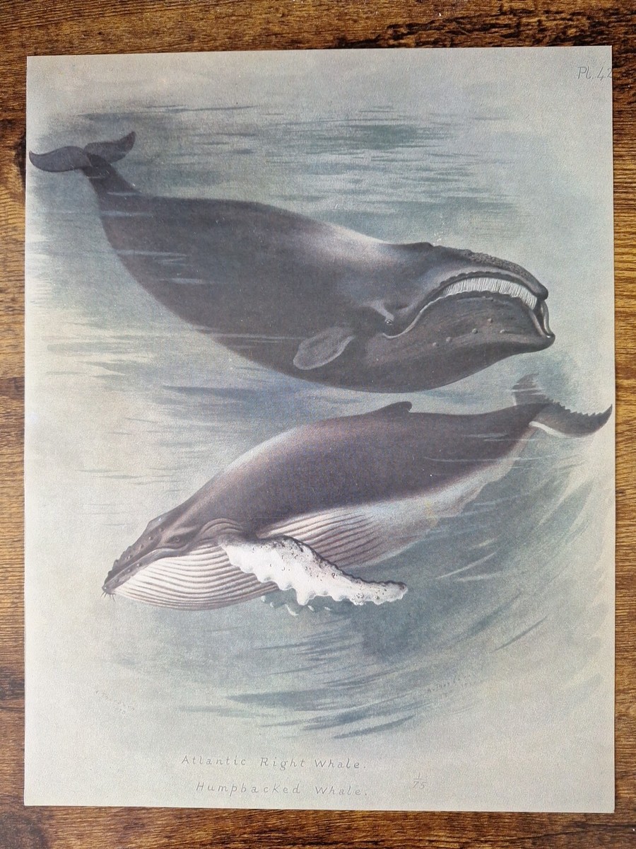 Vintage Blue Whale Illustration Blue Whale | Facts, Habitat,