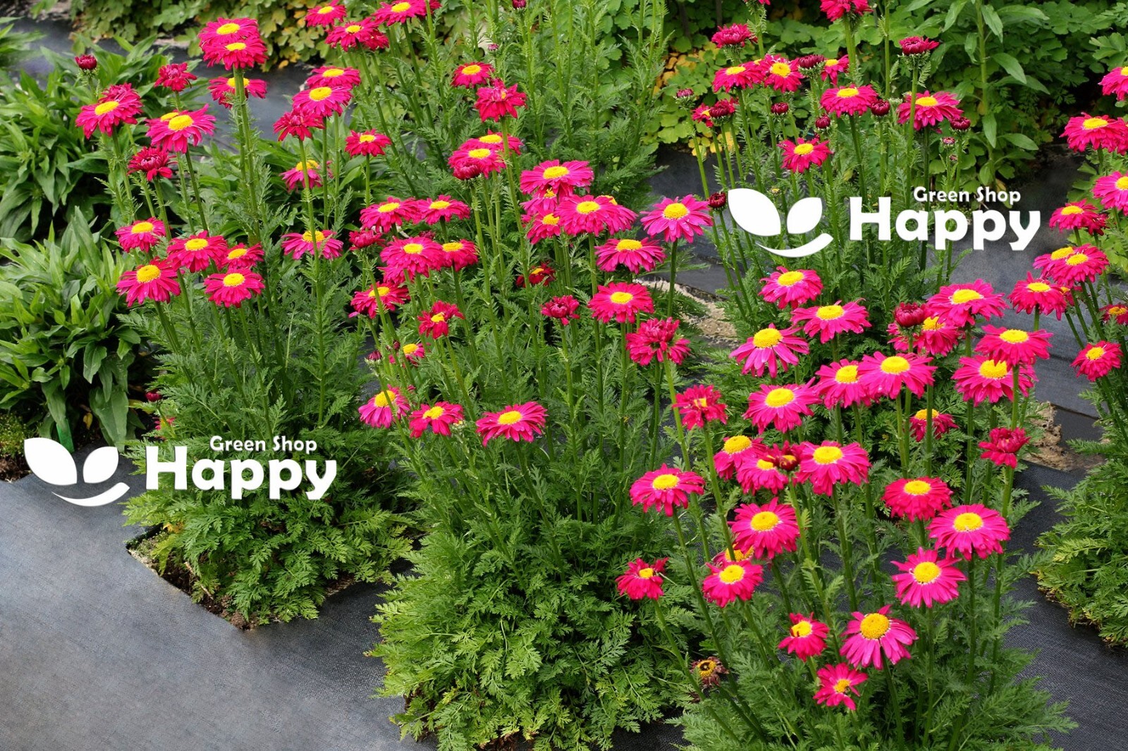 Painted Daisy Robinson S Giant Mix 140 Seeds Chrysanthemum C. Perennial ...