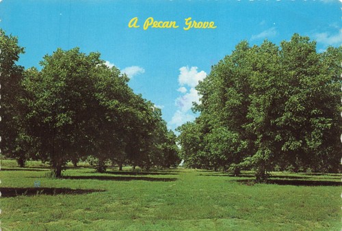 Postcard FL GA Pecan Grove South from Florida to Georgia Trees Nuts ...