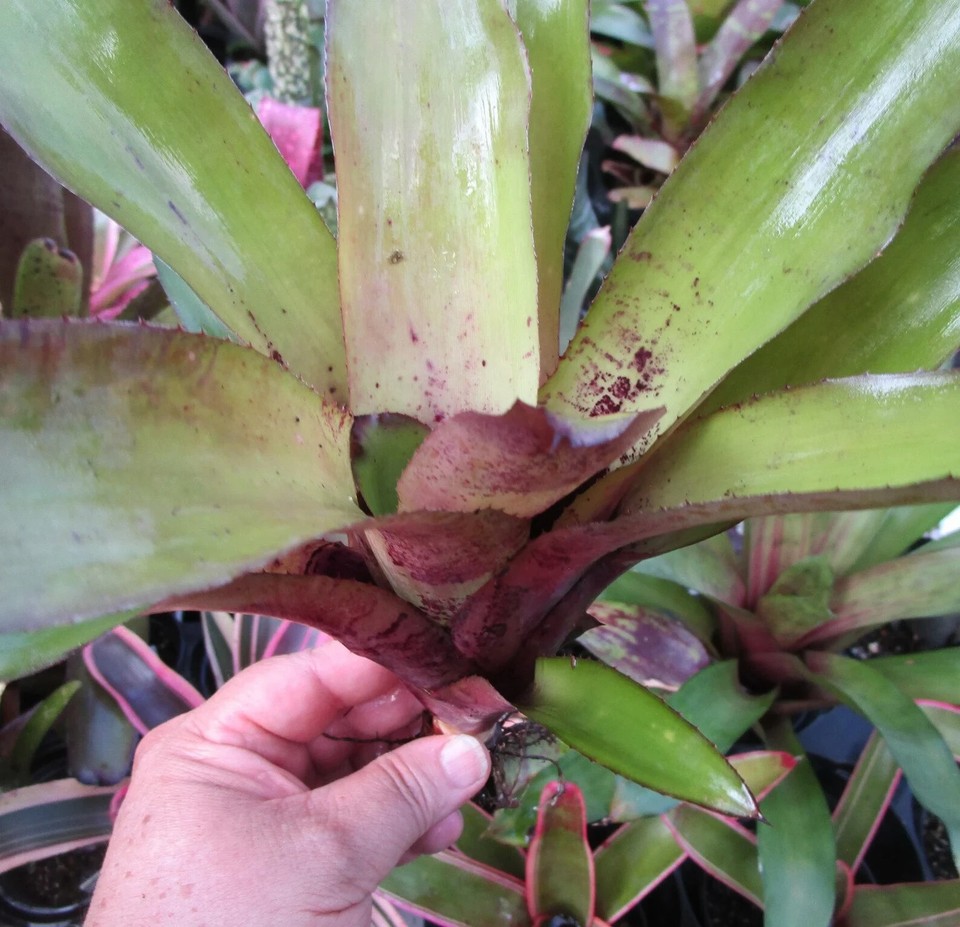 BUY ANY 3 SAVE 15% BROMELIAD Billbergia DIABLO Lovely Purple Markings ...