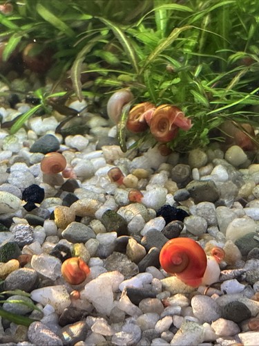 9+ Pink or Gold Ramshorn Snails Live Freshwater invertebrate - Clean Up ...