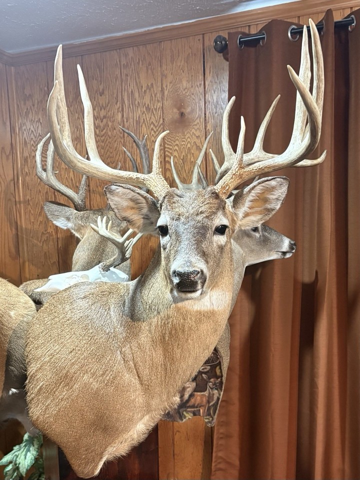 Multiple Whitetail Deer Mounts,Taxidermy,Cabin decor ,Pickup Only | eBay