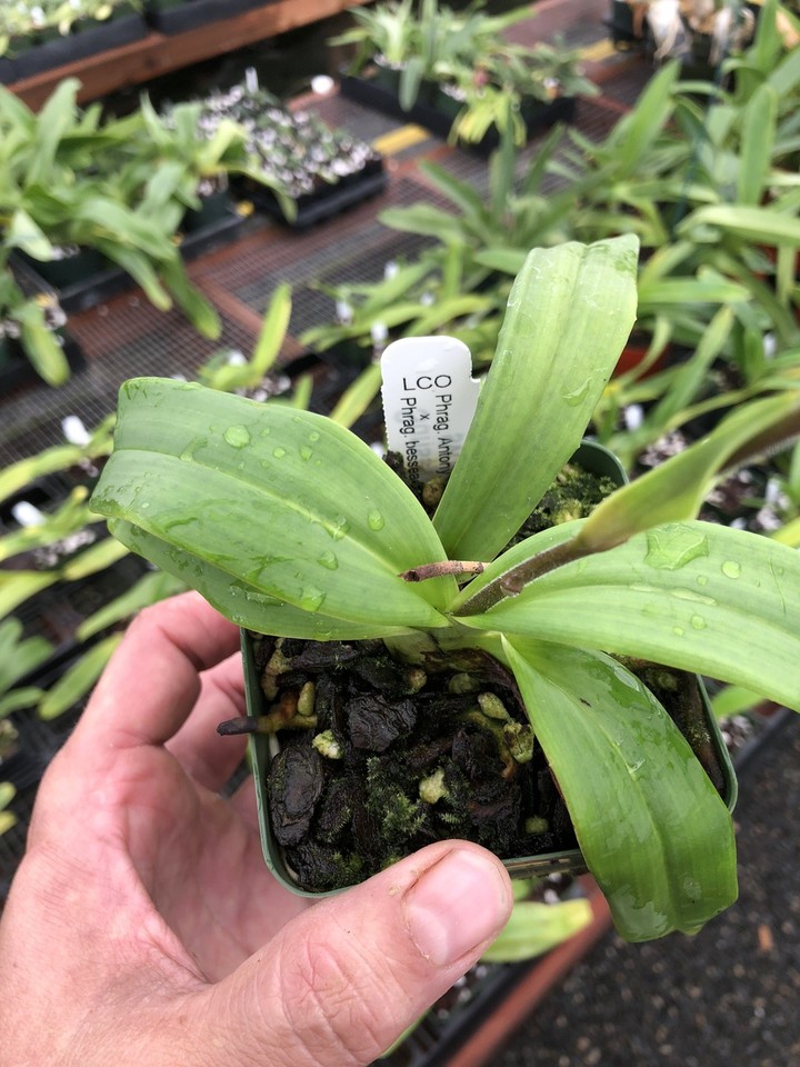 Phragmipedium Acker's Pixie Cap So Cute Whole Blooming Plant | eBay