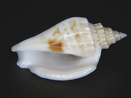 STROMBUS VARIABILIS: RARE DWARF MATURED ADULT STROMB @ 35.8MM! | eBay