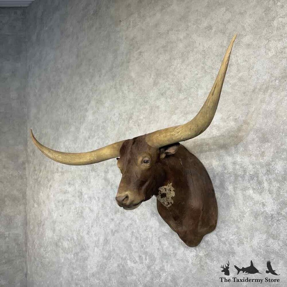 #31074 WC | Longhorn Steer Taxidermy Shoulder Head Mount For Sale ...