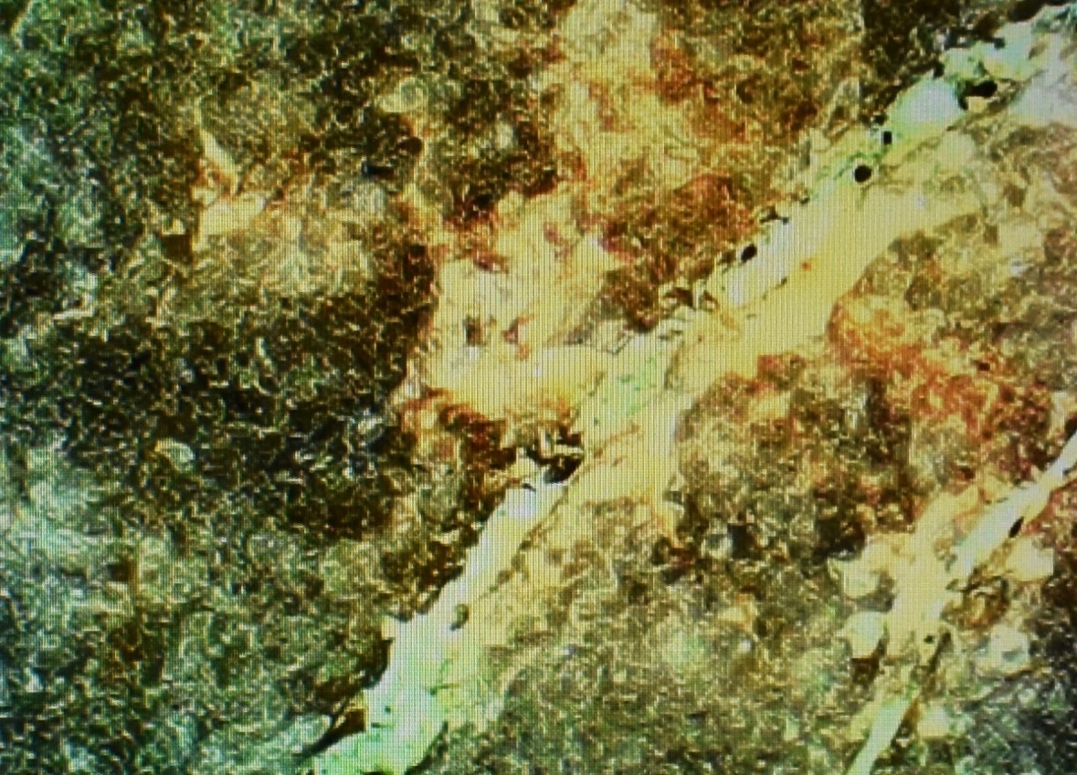 Coral Fossil Paleozoic Seabed Blue Ridge Mountains North Carolina ...