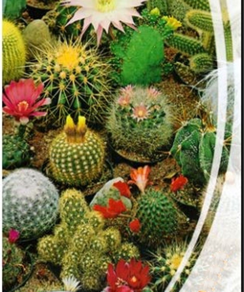 Rare Mixed Cactus Seeds, Succulents Seeds, 100pcs/pack | eBay