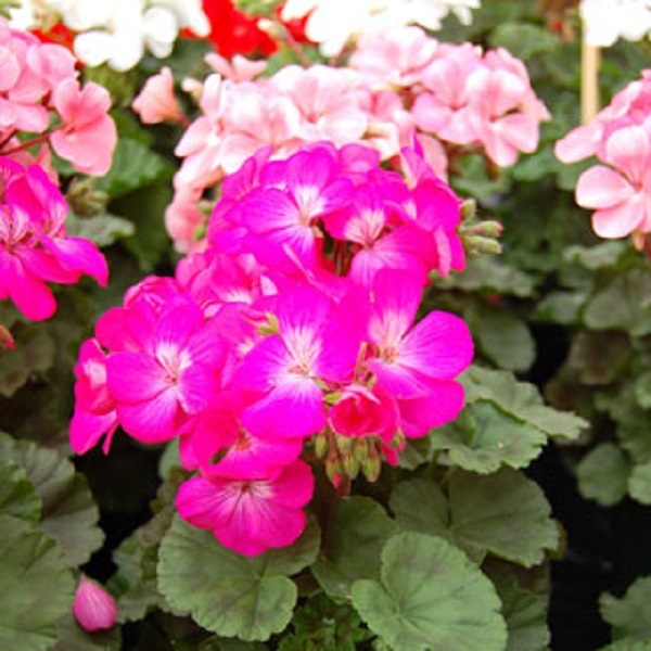 15 geranium seeds logro nano deep rose Pelargonium Seeds | eBay