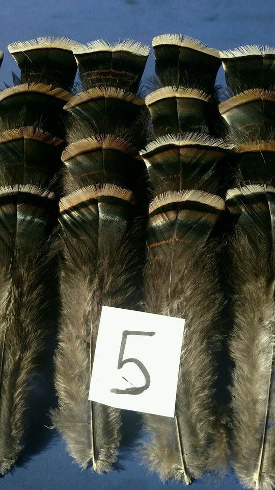 60 Wild Turkey Rump Feathers 6-8.5" - FlyTying Arts, Center Pieces ...