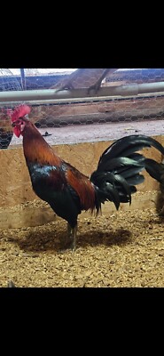 Blueface gamefowl chicken hatching eggs One Dozen W Free Shipping | eBay