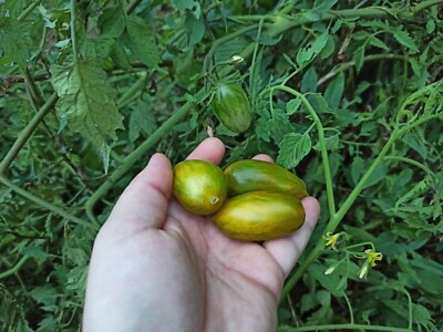 Green tiger tomato (Solanumly copersicum) - 100 seeds | eBay