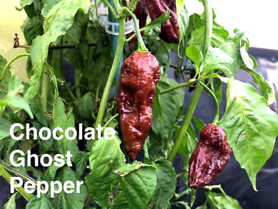 RARE Chocolate Bhut Jolokia/ Ghost Pepper 10 Seeds Sweet Undertones | eBay