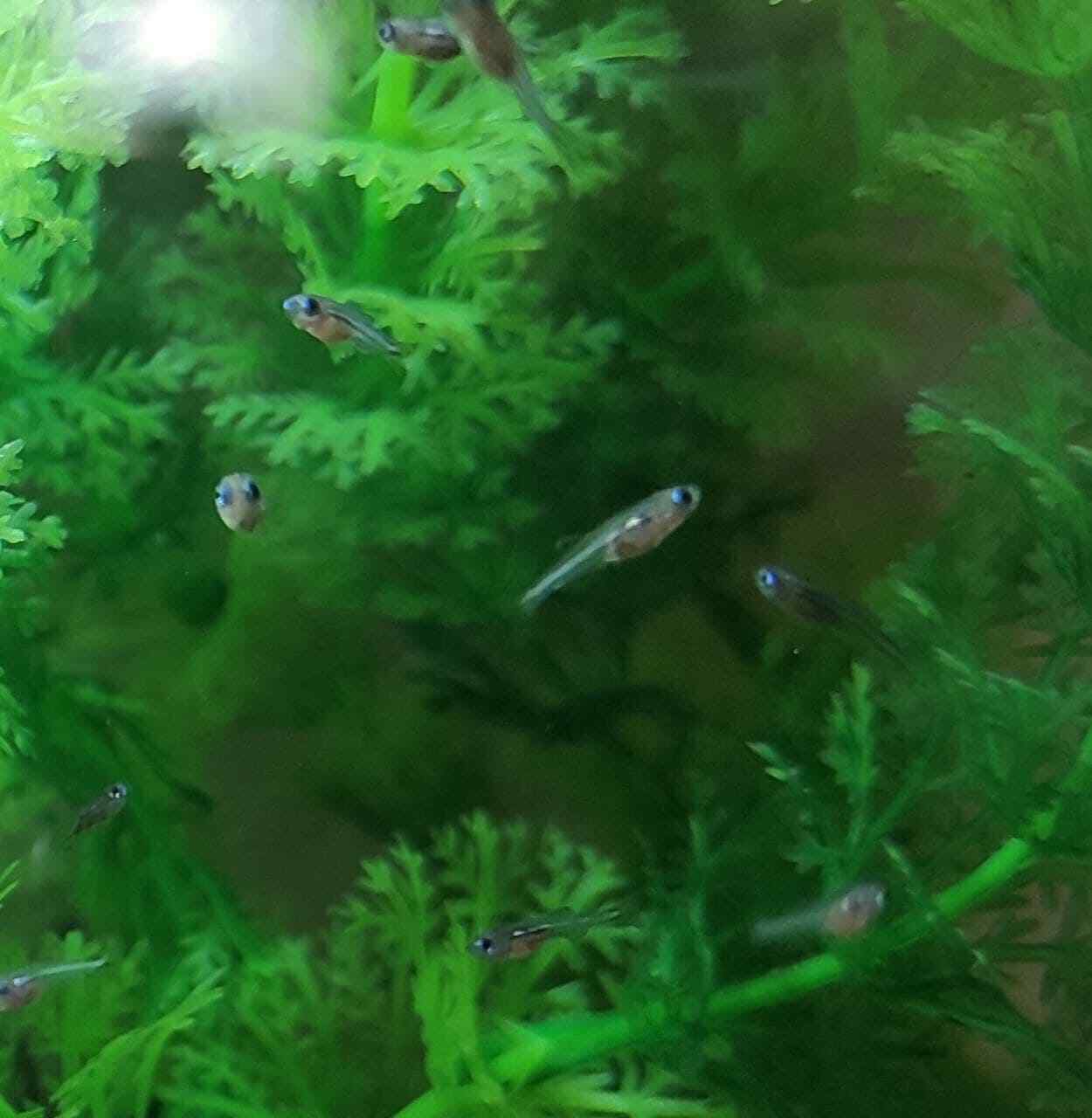 Zebra Danio Fry