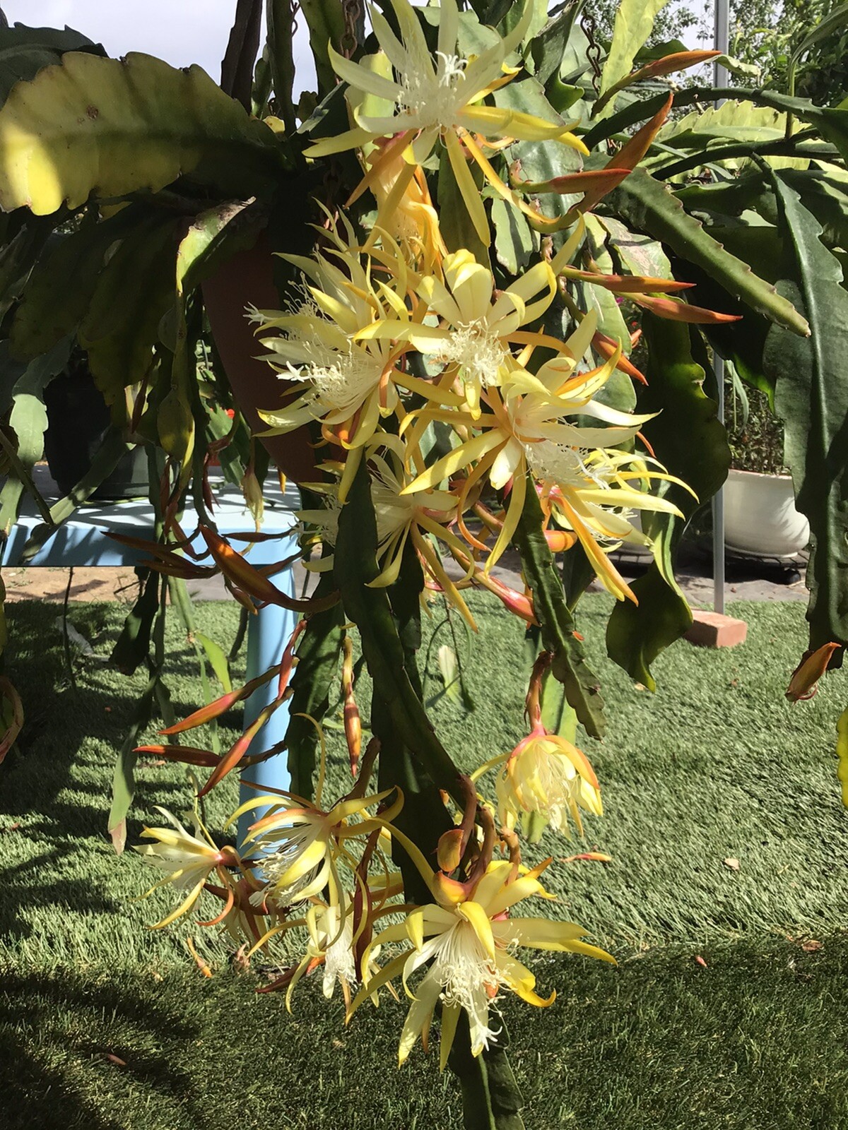 Epiphyllum Fresh Cutting FRUHLINGS GOLD | eBay