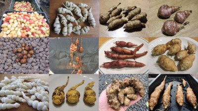 Ancient Edibe Tuber Starter Mixes ALL 3 - For Planting VIDEO included ...