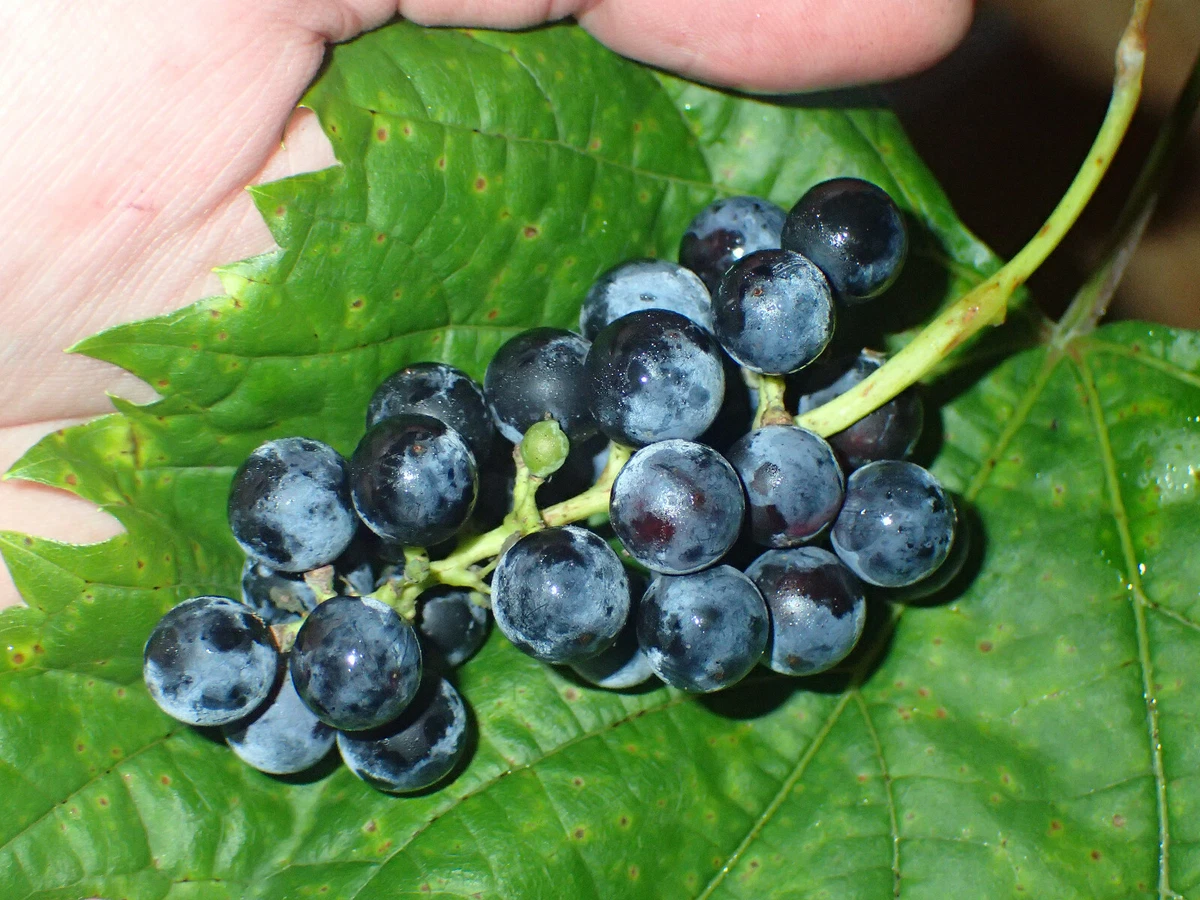 Arizona Grape Seeds