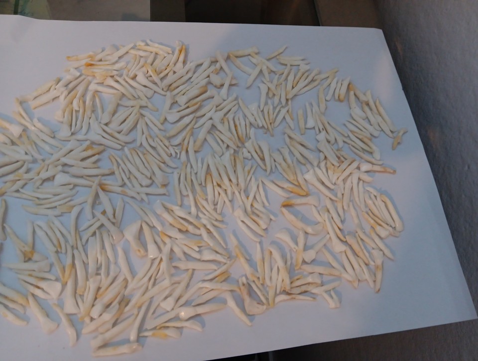 Lot Of 400 Real Whitetail Deer Teeth Taxidermy Crafts Goth Emo Cleaned ...