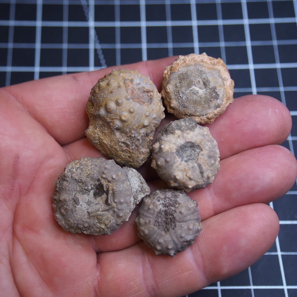 5pcs 64gr Sea Urchin Cidaris Cidaridae Fossil Natural Lot 951 | eBay