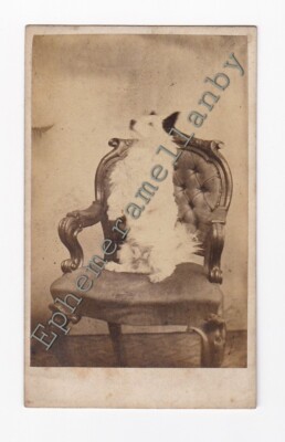 Victorian Photo CDV Terrier Dog On Chair Begging Tricks George Inglis ...