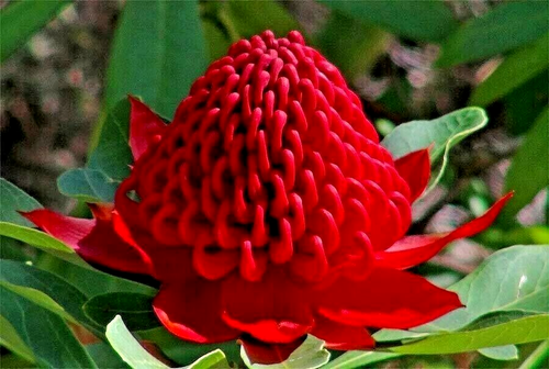 3 x WARATAH SEEDS,TELOPEA SPECIOSISSIMA NATIVE BRIGHT RED FLOWERS ...