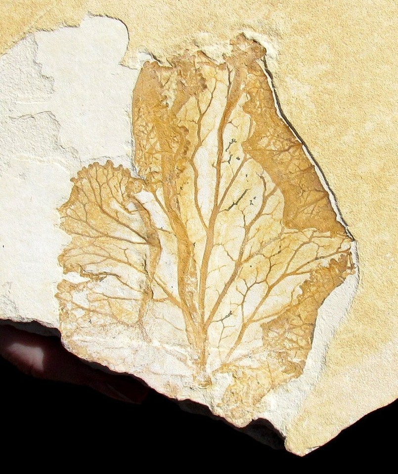 BEAUTIFUL CRETACEOUS LEAF FOSSIL FROM AFRICA - FABULOUS COLOR AND ...