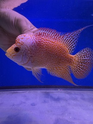 Golden Base Kamfa | eBay