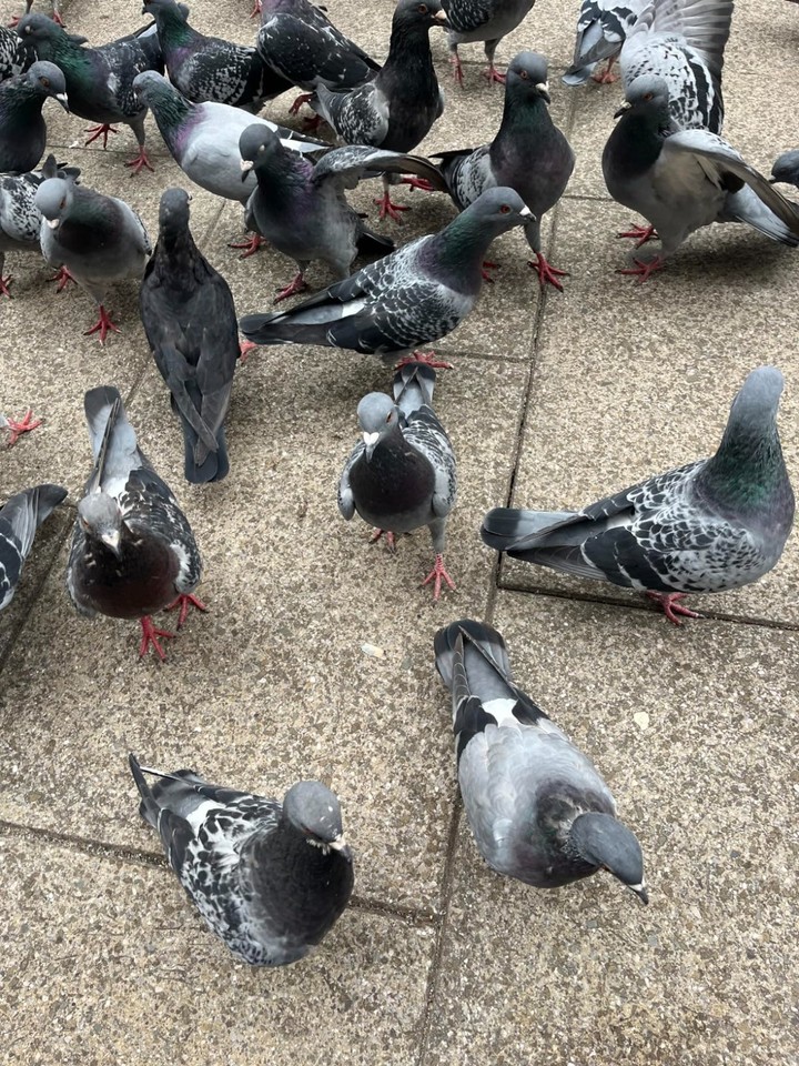 Peanuts Whole 5kg Safe Wild Bird Food Nuts Afflotoxin Free | eBay UK