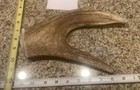 Moose Antlers for Dogs for sale | eBay