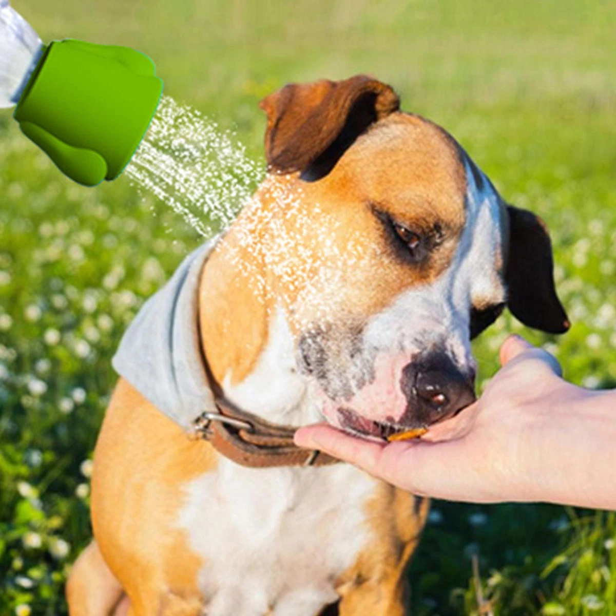 Spraying Water Bottle With Dog