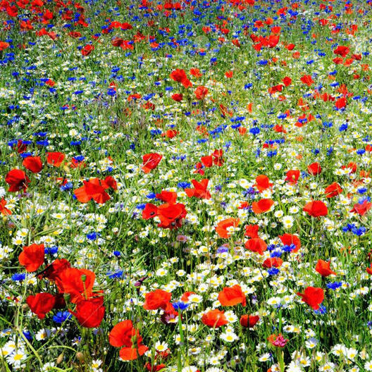 Field Of Poppies Picture Poppy Sunset Ditchling Road Brighton UK