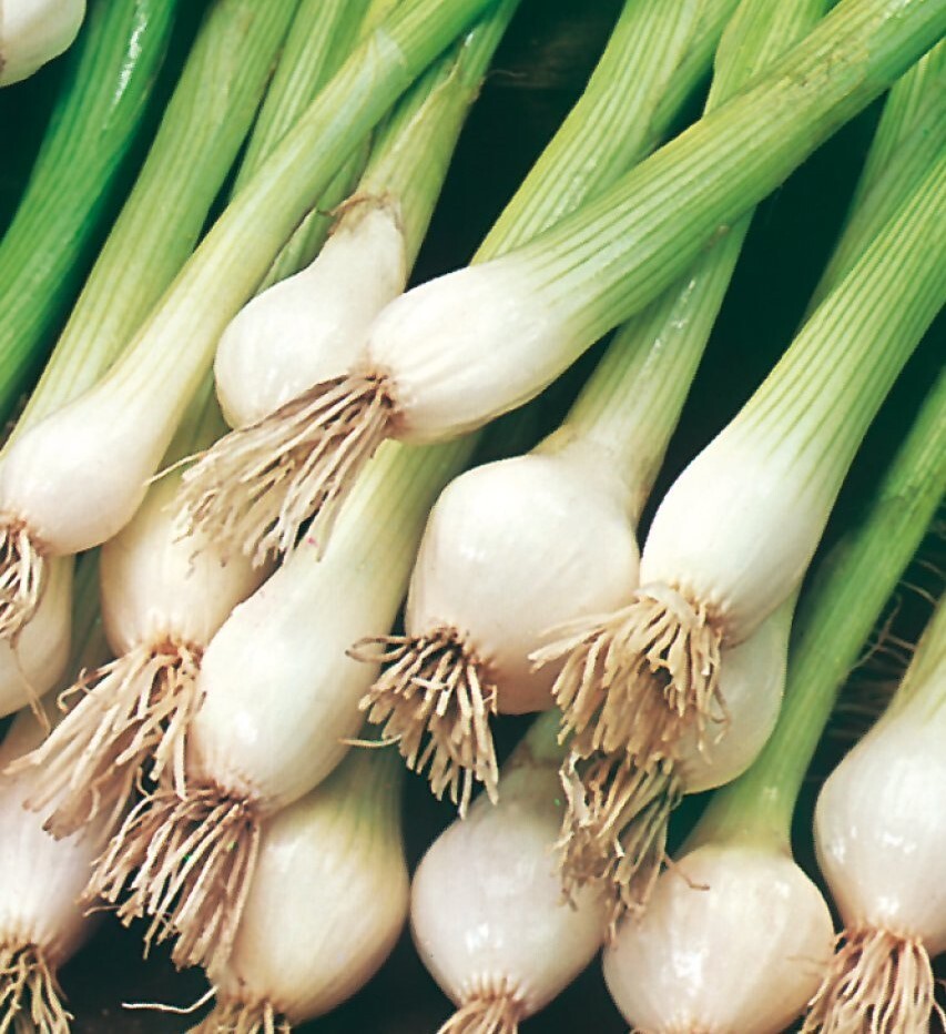 Green Onion Seeds