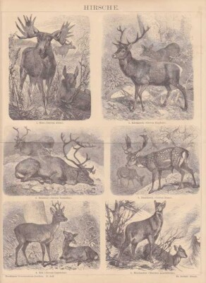 Deer Noble Deer Reindeer Moose WOODCUT from 1884 Fallow Deer Roe Buck ...
