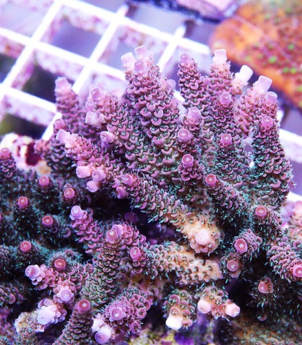 Bill Murray Acropora Frag Zoanthids Paly Zoa SPS LPS Corals, WYSIWYG | eBay
