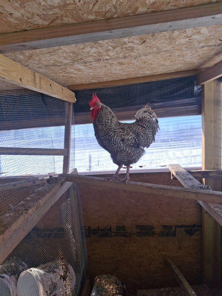 6 Barred Rock Chicken Fertile Hatching Eggs NPIP/AI clean | eBay