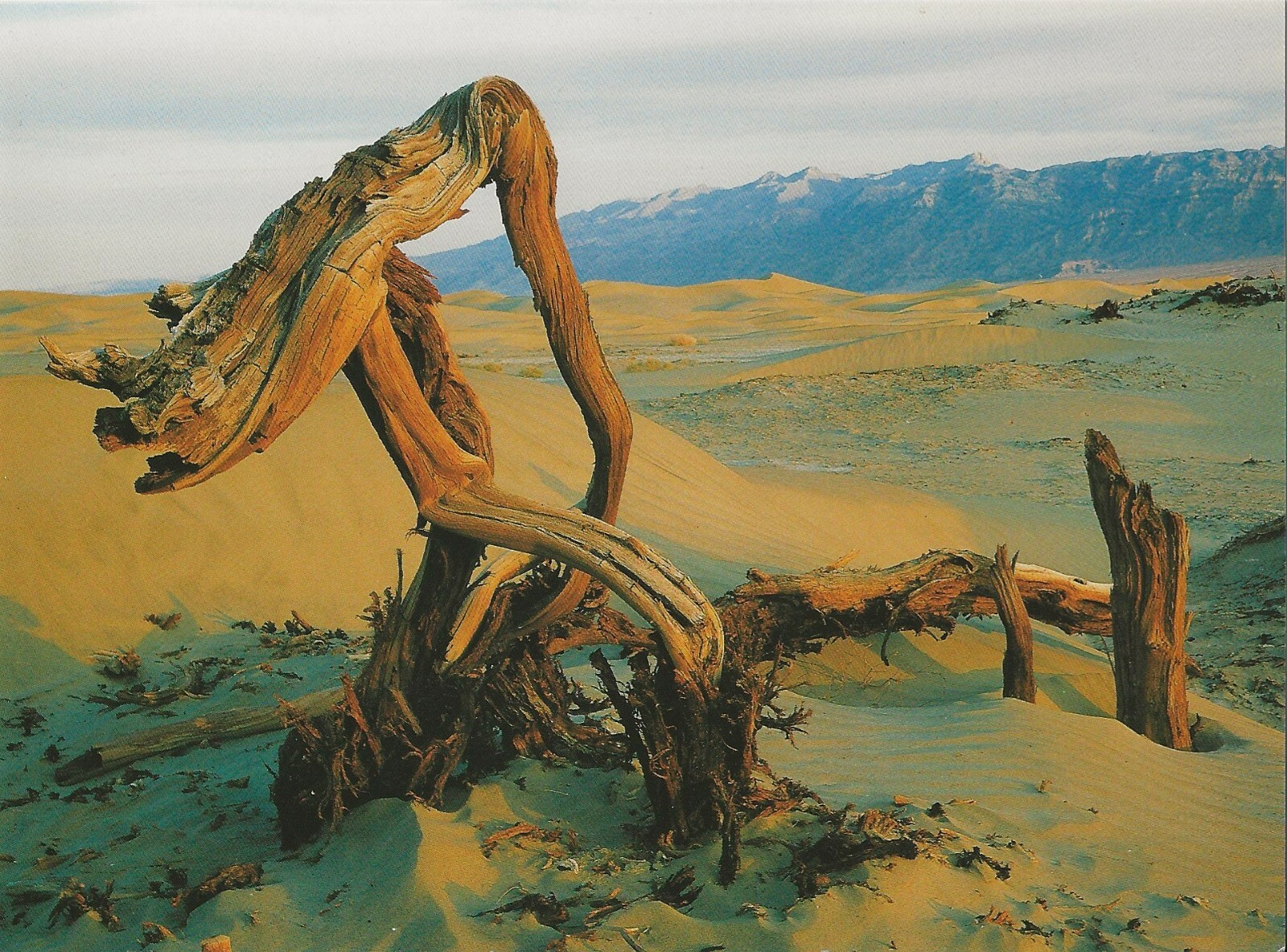 Postcard CA Death Valley Nat'l Park "Weathered Wood" Photo: Larry ...