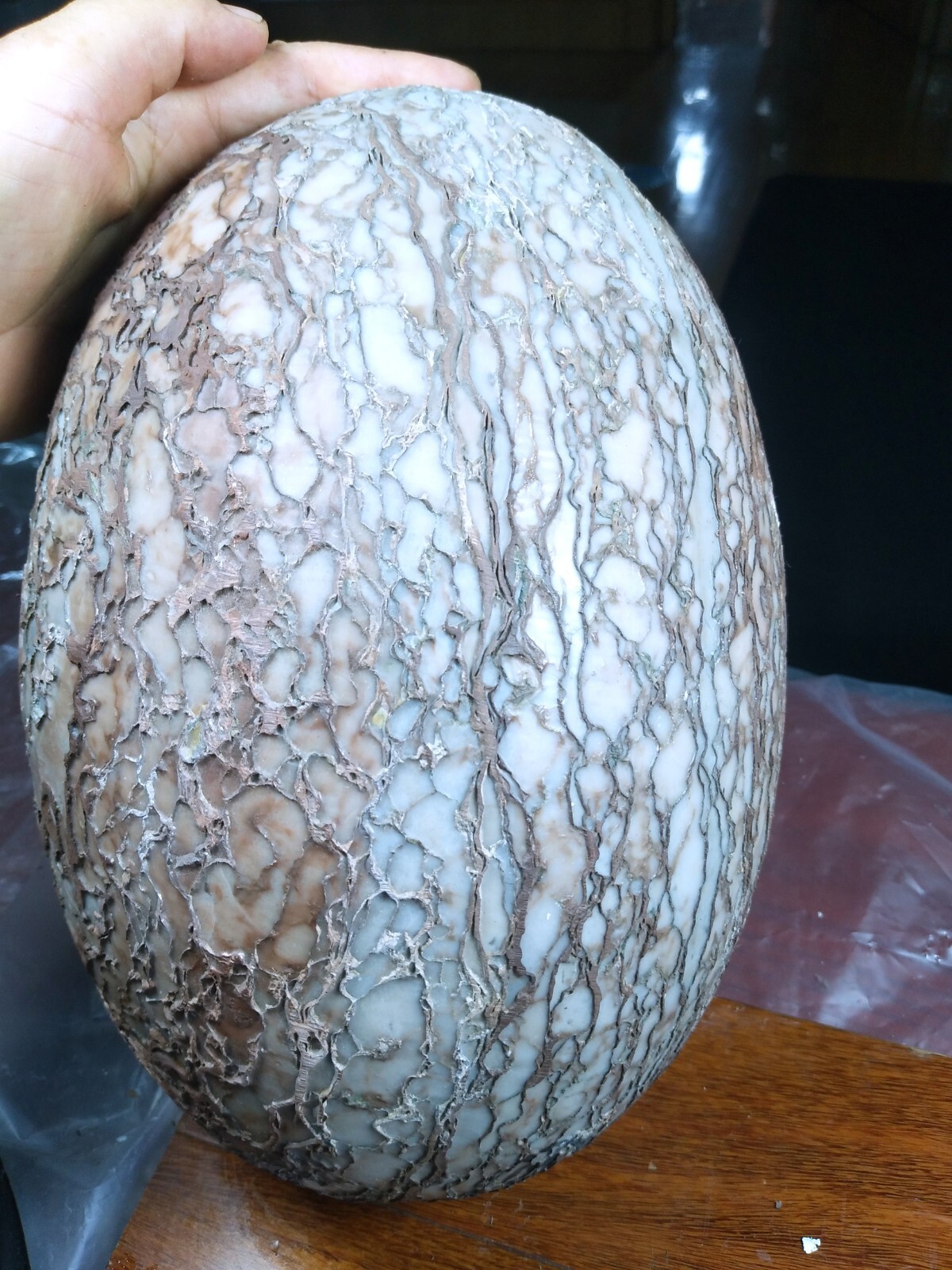 Segnosaur Dinosaur Egg Fossilized Crystallized Fossil Jurassic ...