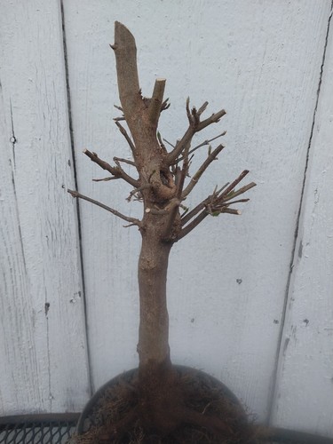 Bonsai tree Trident maple (Acer buergerianum) 7 years old, pre-bonsai # 6 | eBay