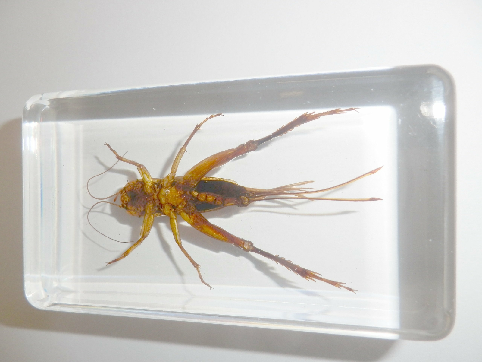 Rice Grasshopper Locust Oxya chinensis clear Block Education Insect ...