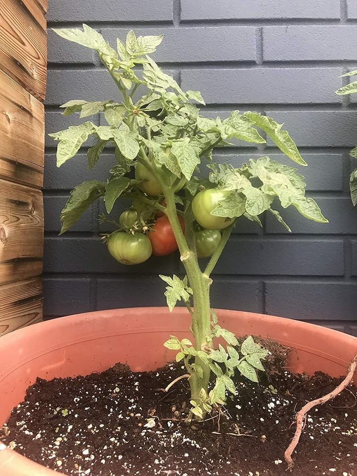 Wild Fred Heirloom Cherokee Purple Dwarf Tomato Premium Seed Packet | eBay