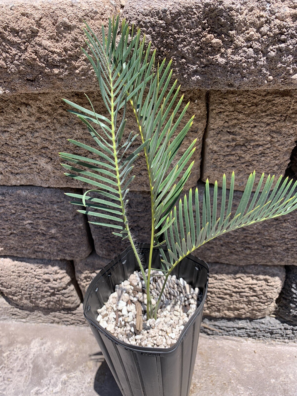 Encephalartos Friderici Guilielmi WHITE HAIRED CYCAD Ice Blue Cycads ...