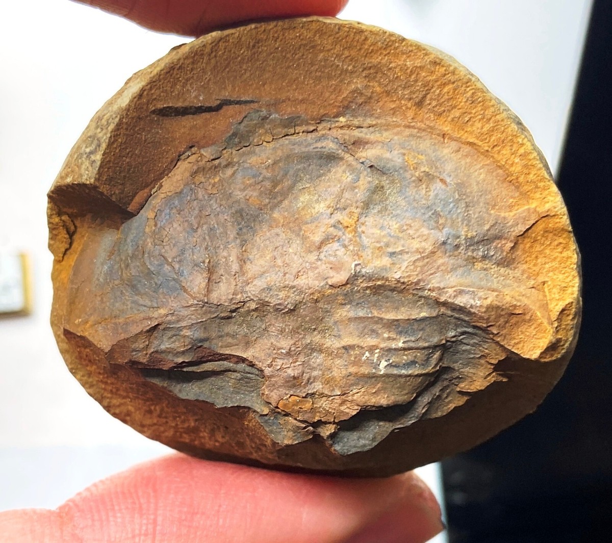 Horseshoe Crab Fossil CUHK Researchers Discovered Hidden Genetic