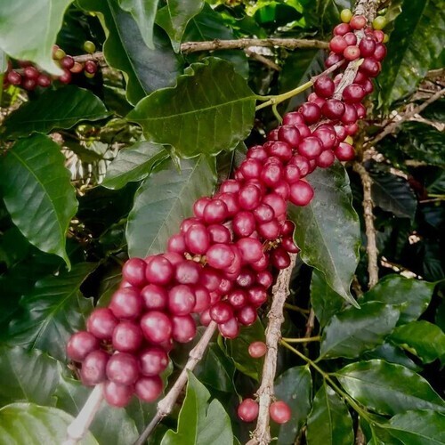 3 Graines Coffea arabica "Parainema", Caféier arabica | eBay