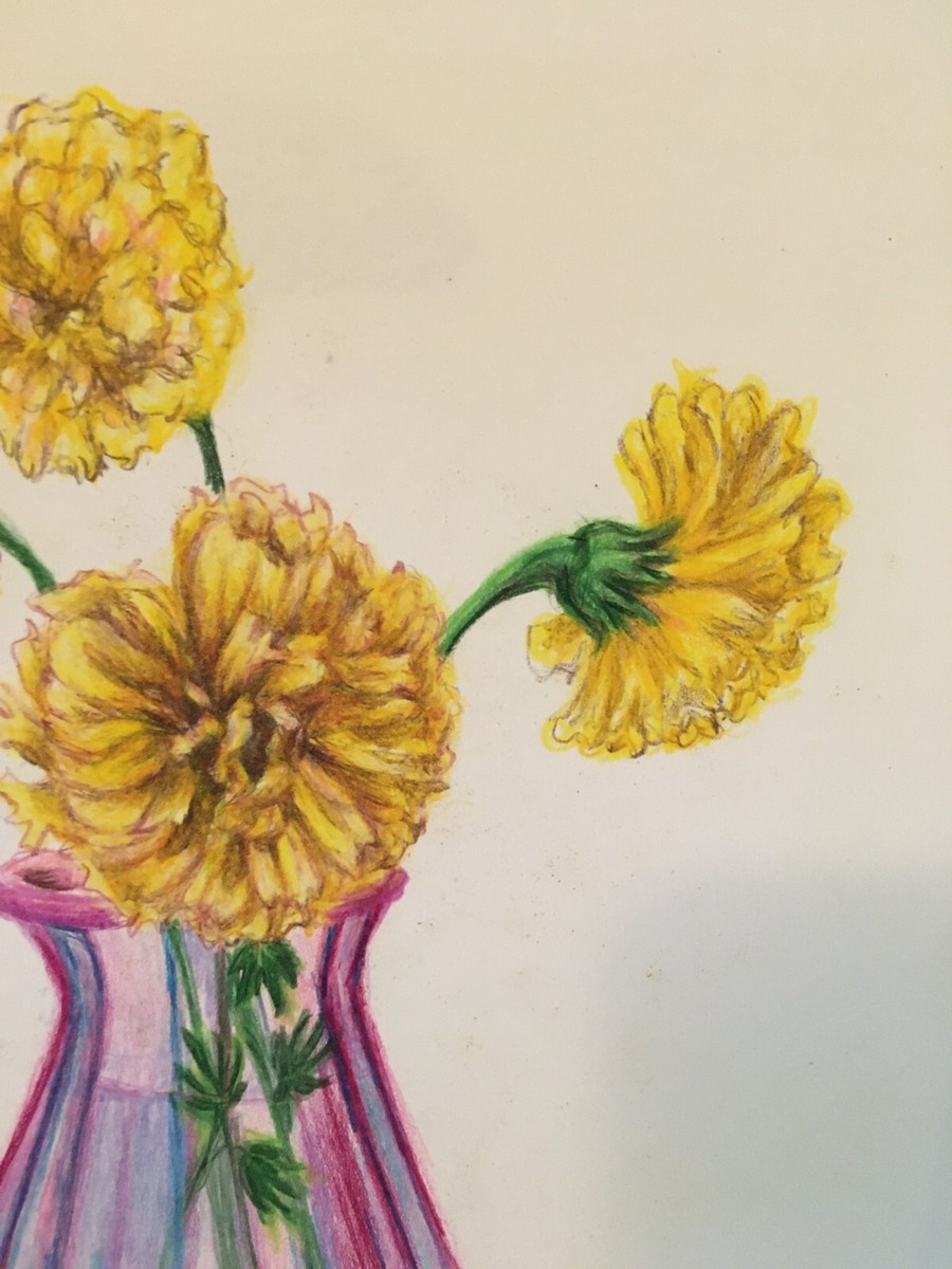 Marigold Flower Drawing Images | Best Flower Site
